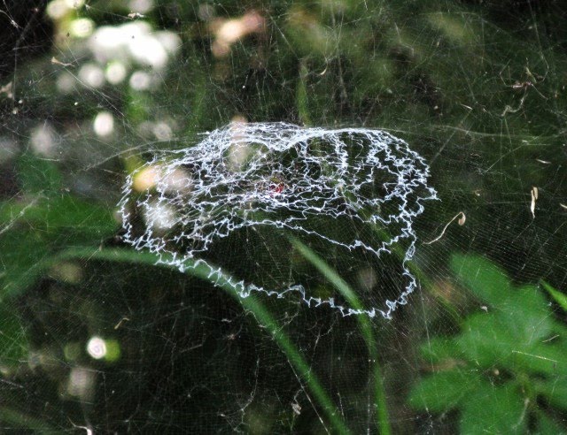 Blake and Deb in Fiji: Fiji Critter Profile - Spiders